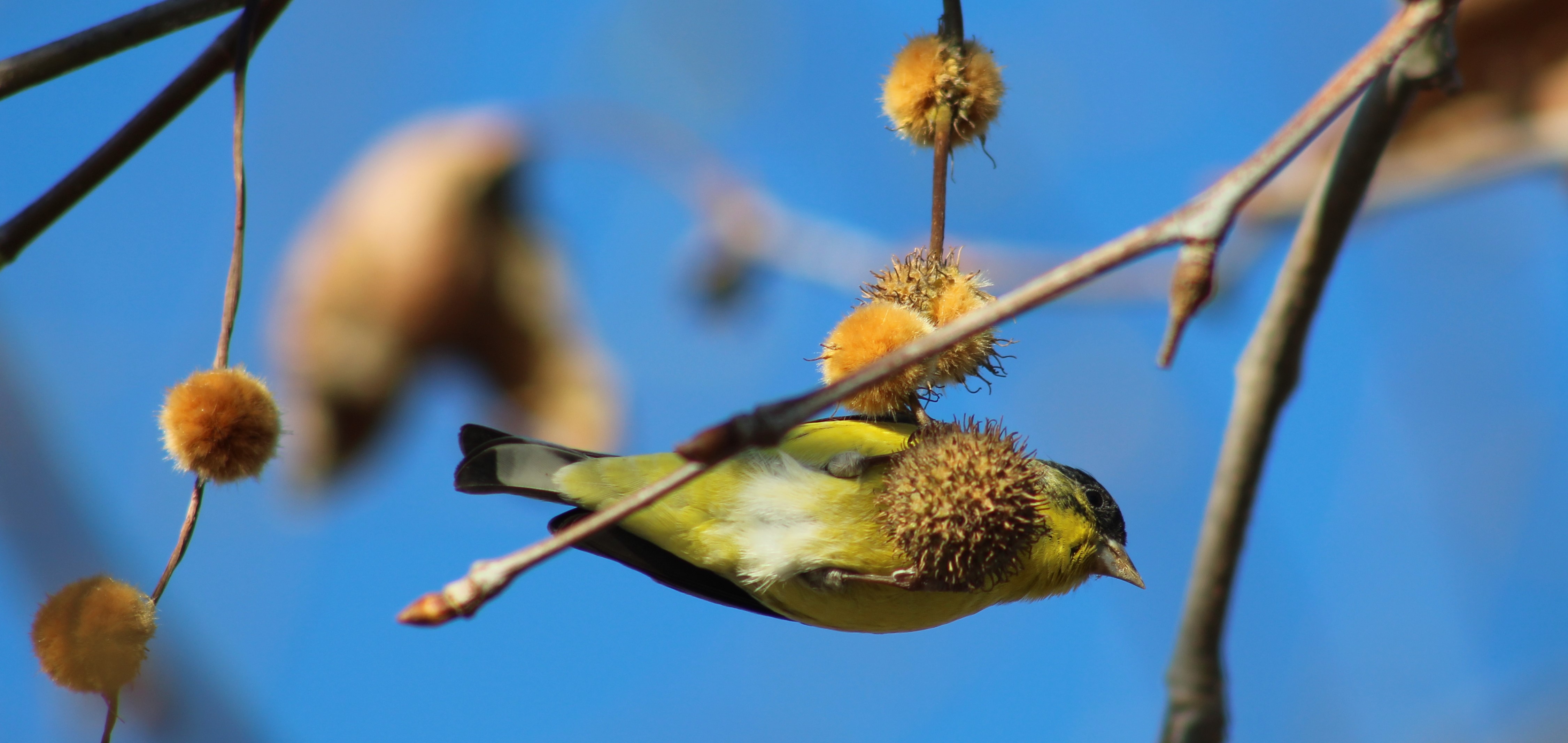 Lesser Goldfinches – Mashabu
