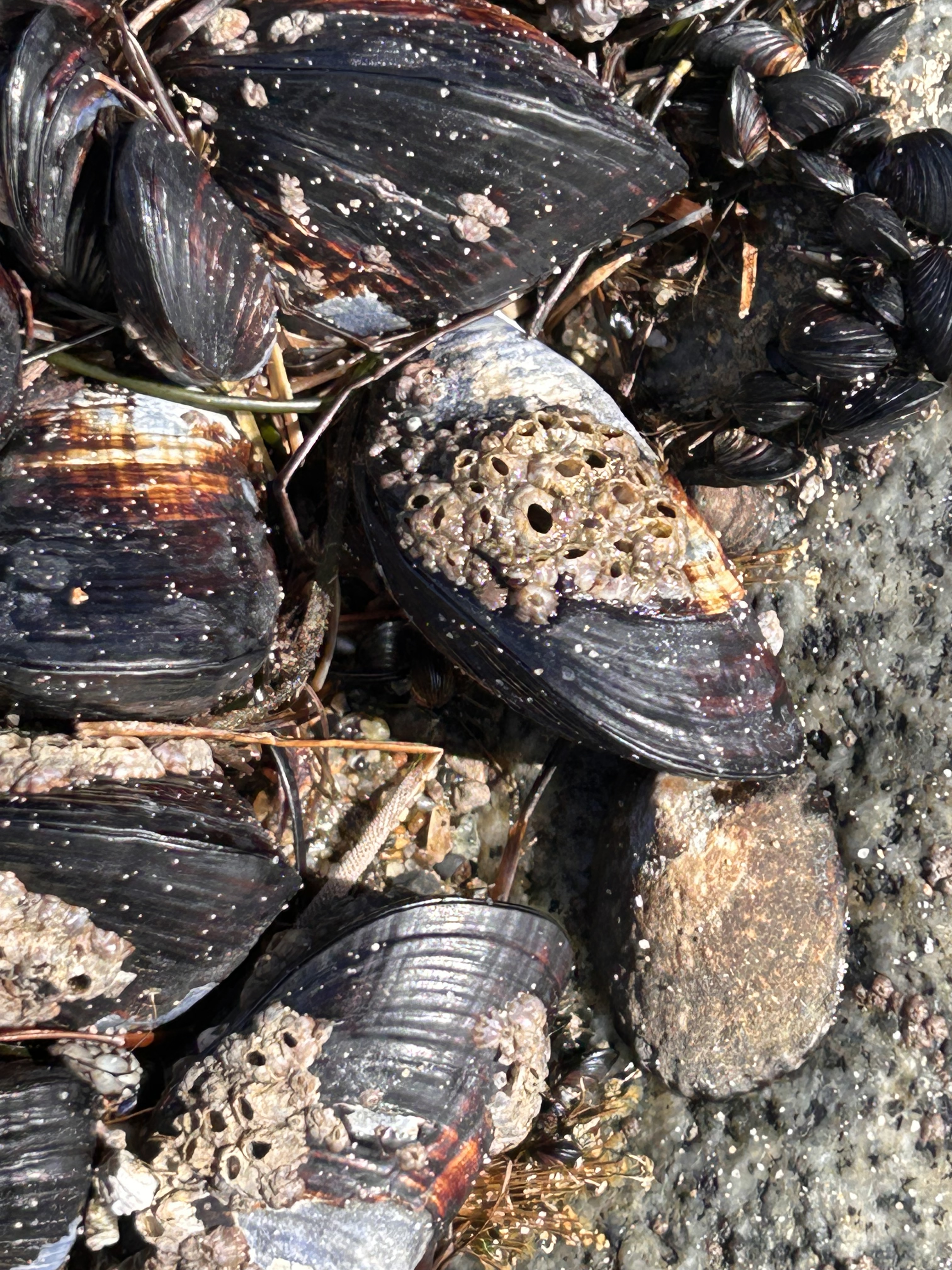 Littoral Learning – Mashabu